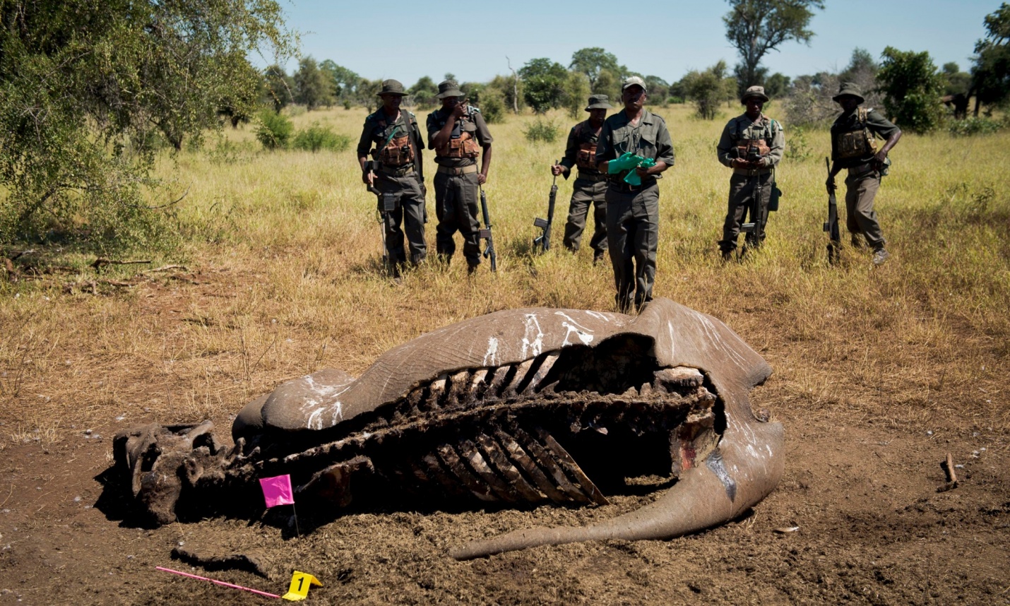 Suspected poachers killed